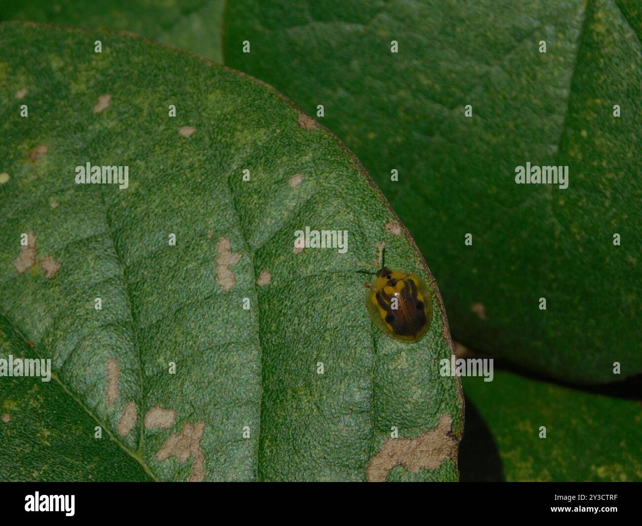 Geiger Tortoise Beetle (Eurypepla calochroma floridensis) Insecta Stock ...