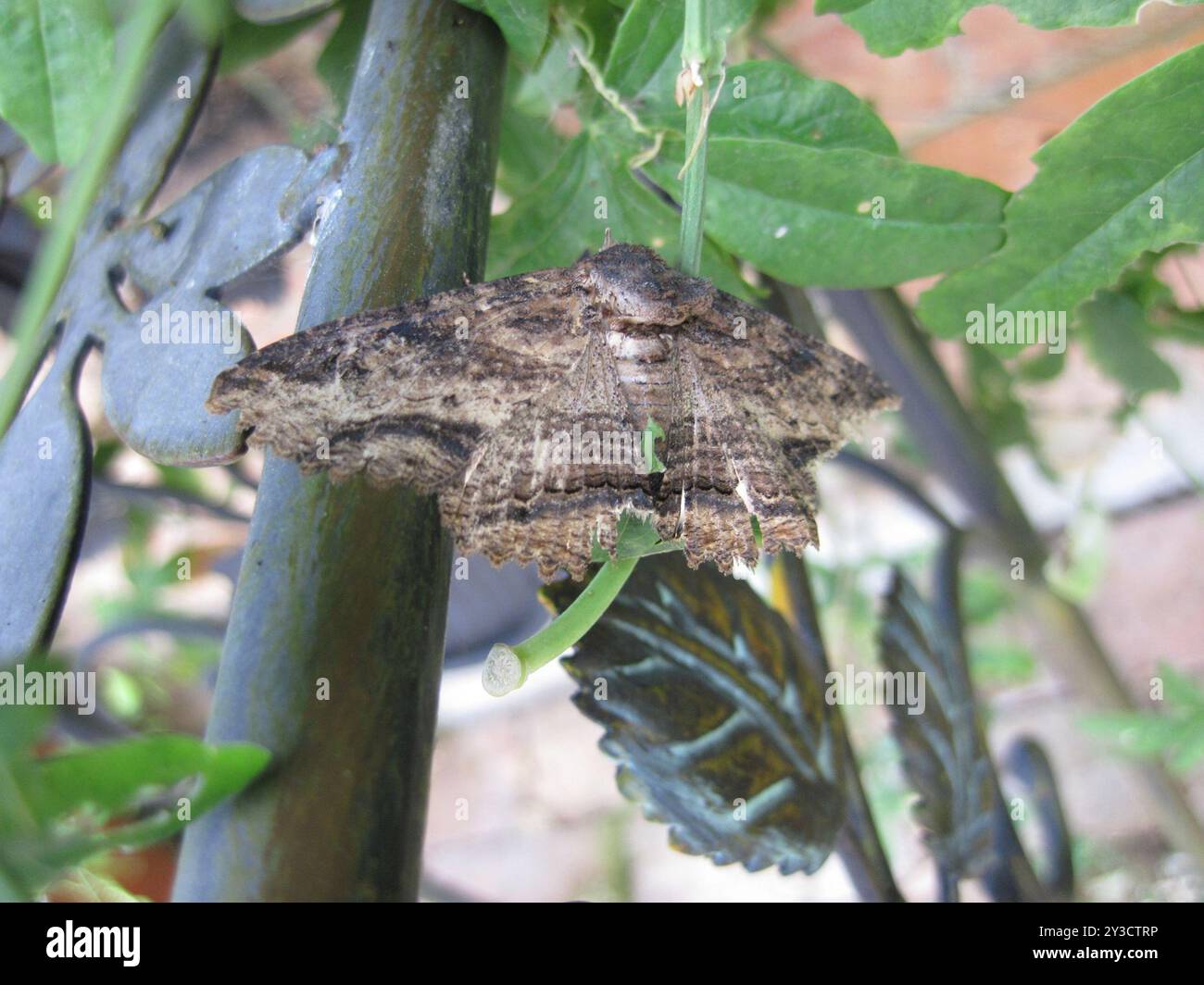 Lunate Zale Moth (Zale lunata) Insecta Stock Photo - Alamy