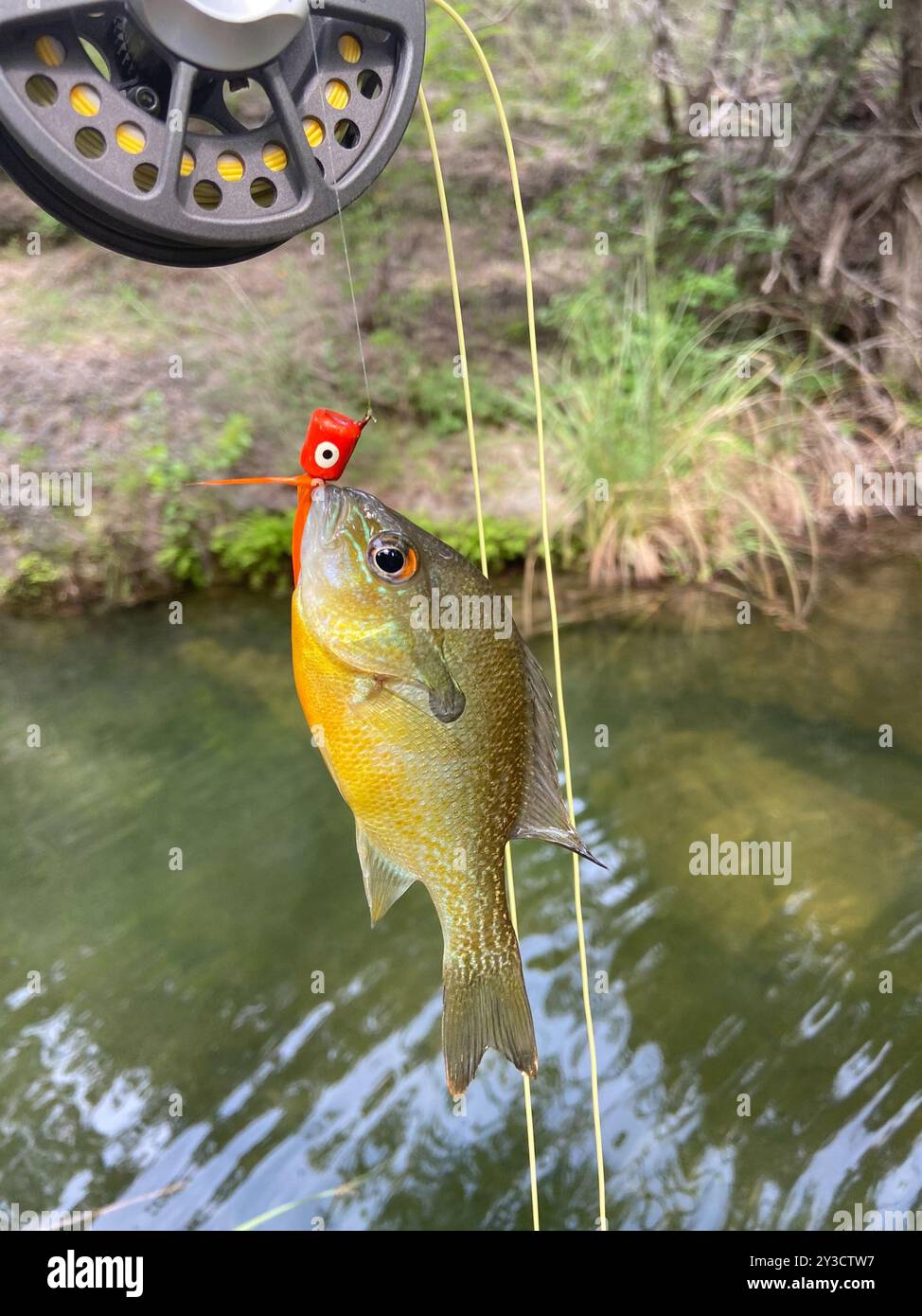 Redbreast Sunfish (Lepomis auritus) Actinopterygii Stock Photo - Alamy