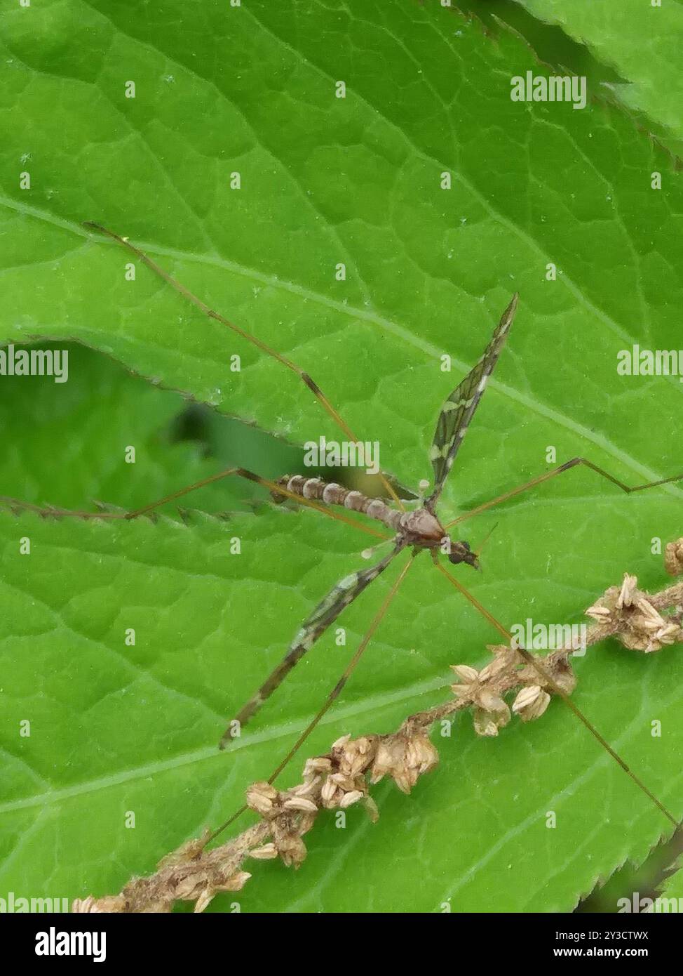 Band-winged Crane Fly (Epiphragma fasciapenne) Insecta Stock Photo - Alamy