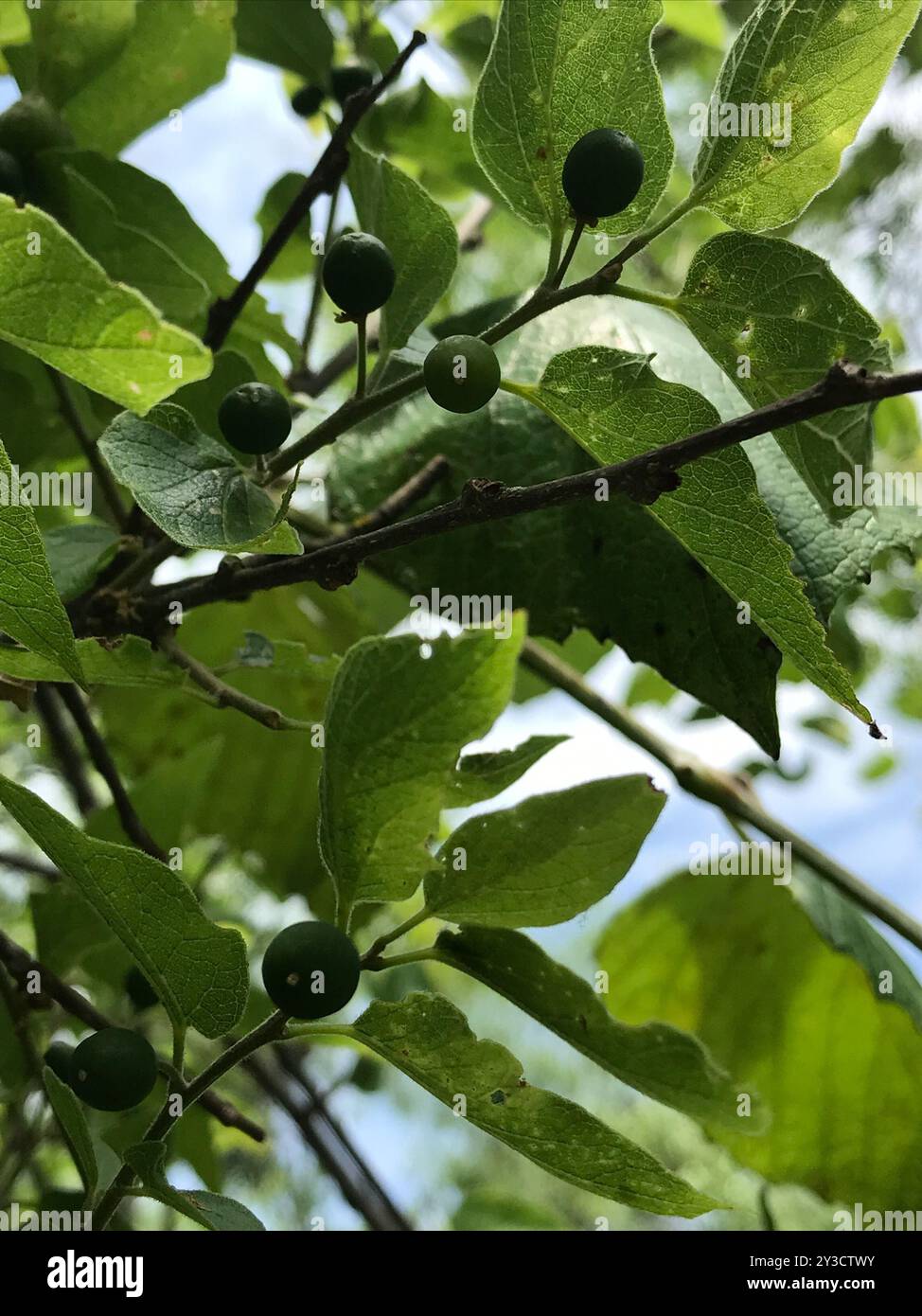 Dwarf Hackberry (Celtis tenuifolia) Plantae Stock Photo - Alamy