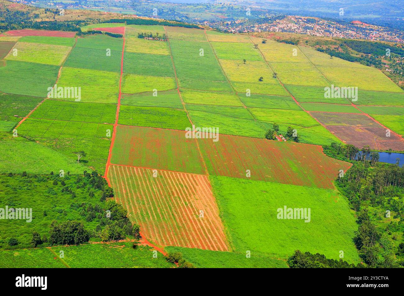 Sugarcane Plantation in Lugazi - Uganda Stock Photo - Alamy