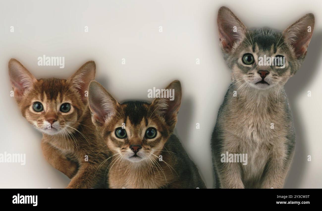 Abyssinian litter wild coloured sorrel blue 12 weeks old kittens Stock ...
