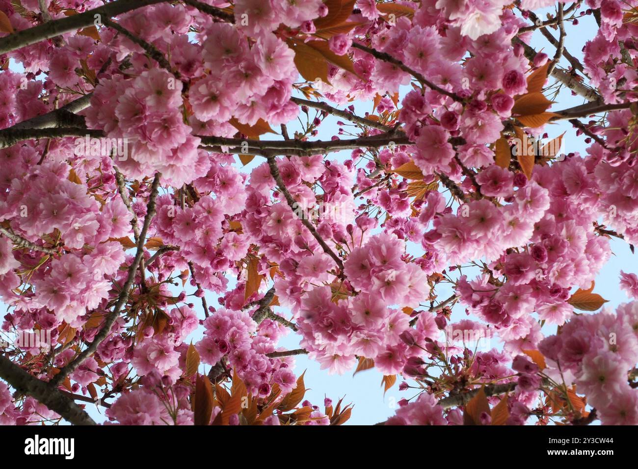 Soft pink cherry blossom flowers on a tree surrounded by leaves and ...