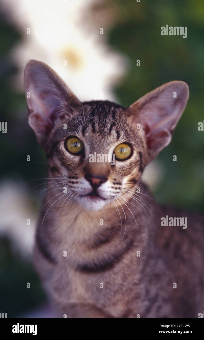 Oriental shorthair cat black-tabby-spotted 5 month old kitten Stock ...