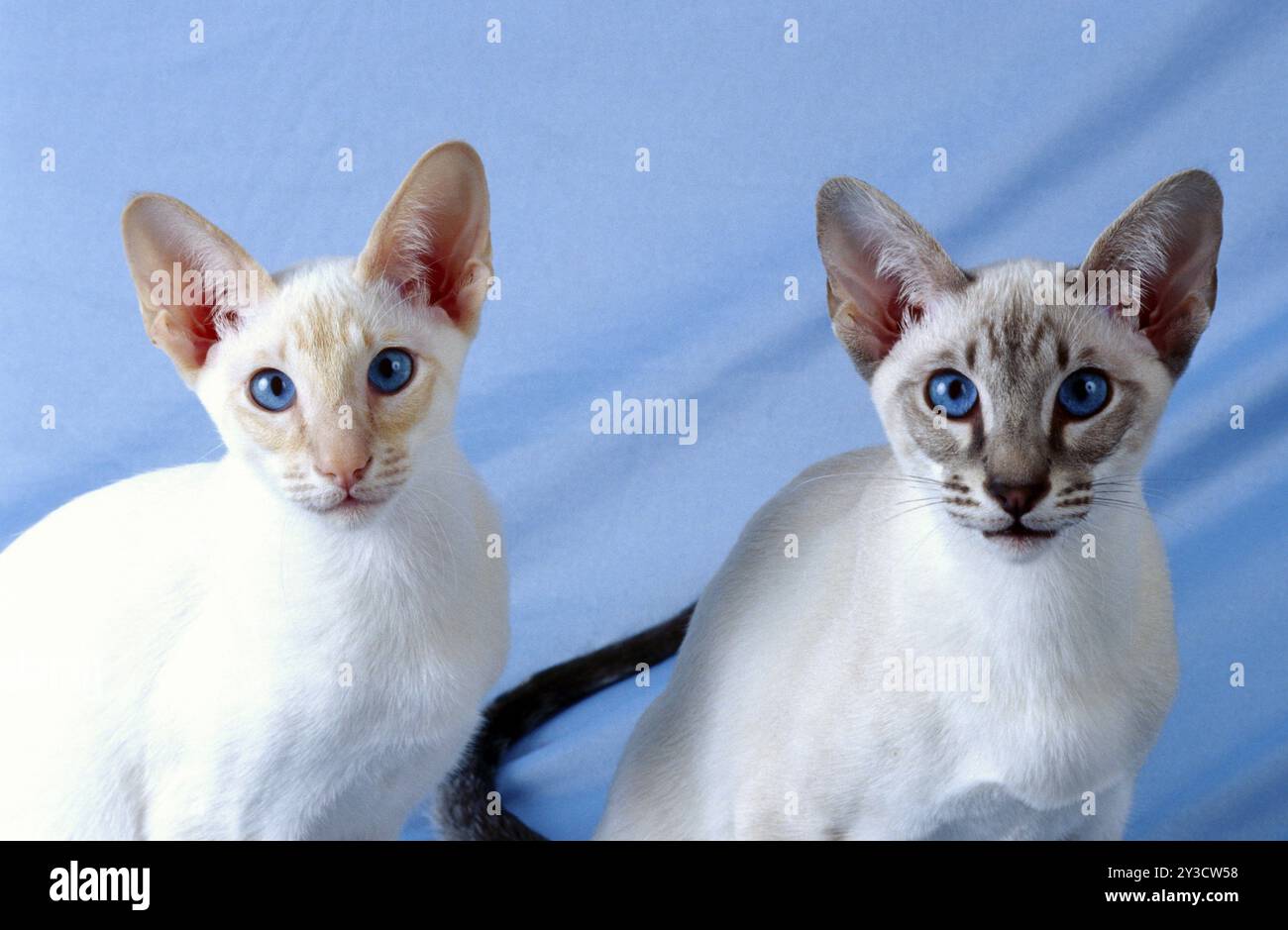 Two Siamese cats, siblings, male, five months old seal-silver-tabby ...