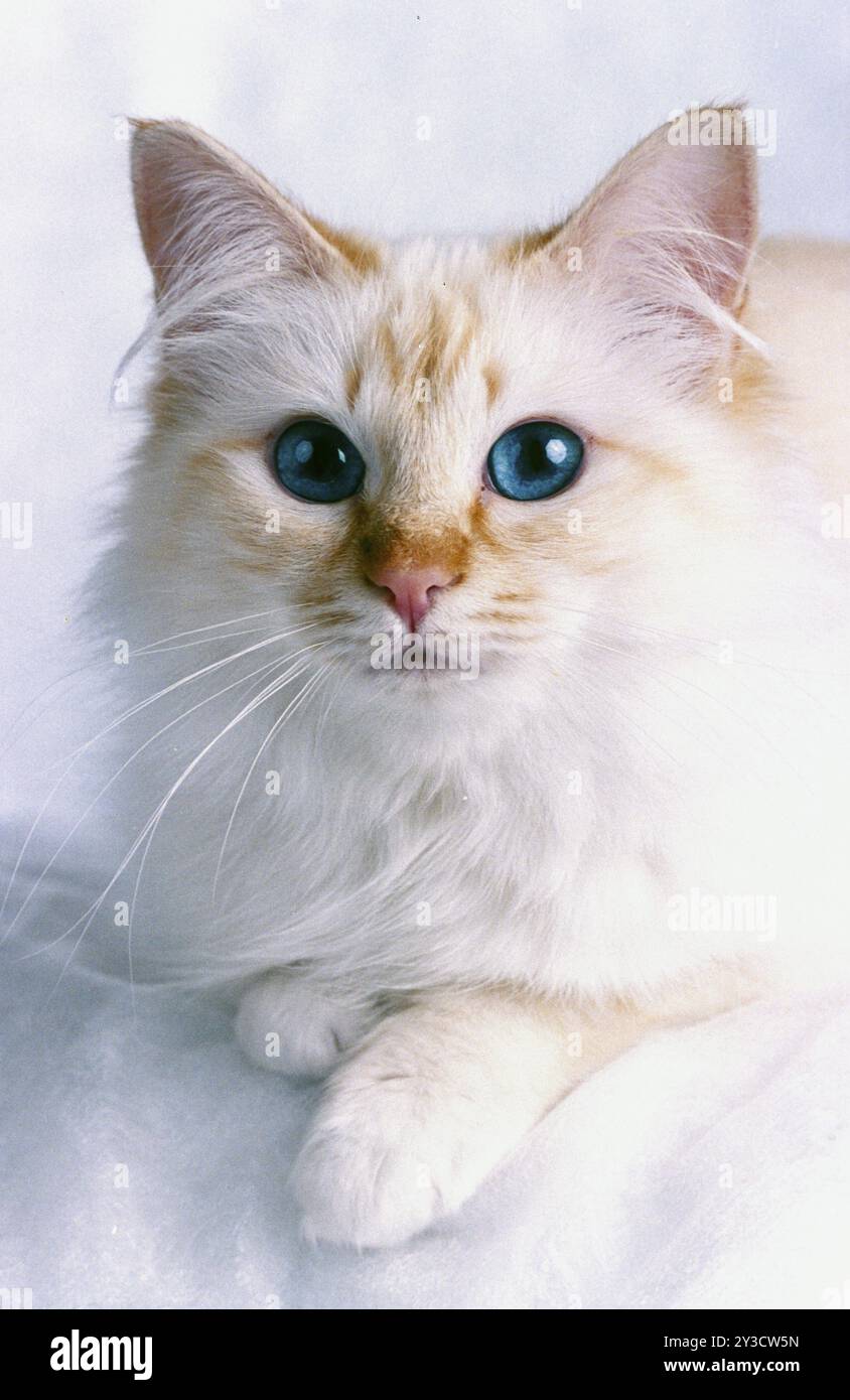 Birman cat, Birman, red-tabby-point, female 2 years old Stock Photo - Alamy