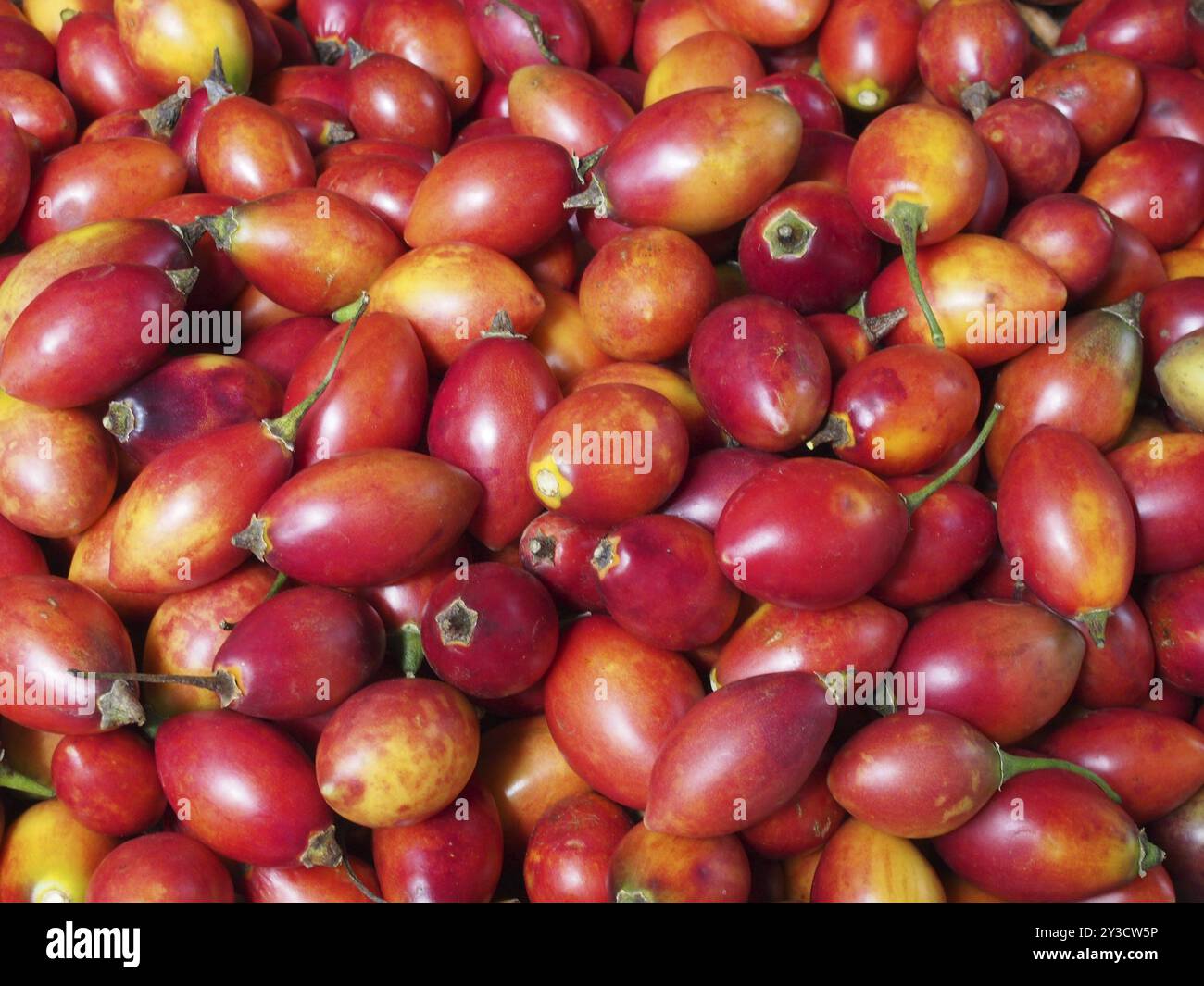 Full frame image of the fruit of the ethiopian eggplant Solanum ...