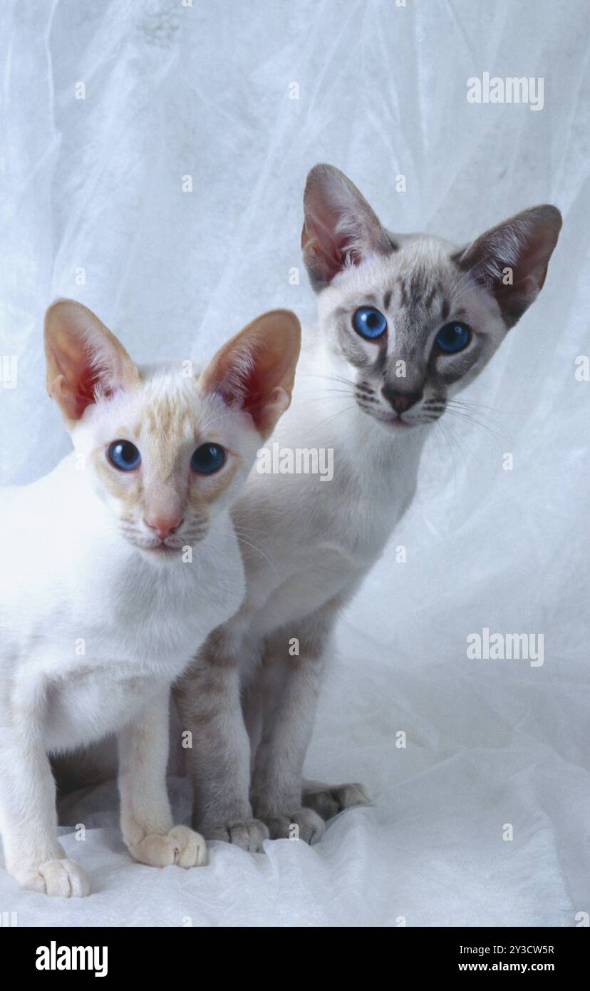 Siamese cat red-silver-tabby and seal-silver-tabby reddish colouring ...