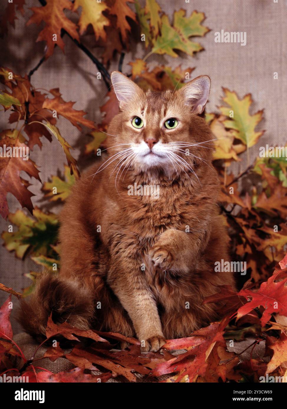 Somali cat, tomcat, sorrel Stock Photo - Alamy