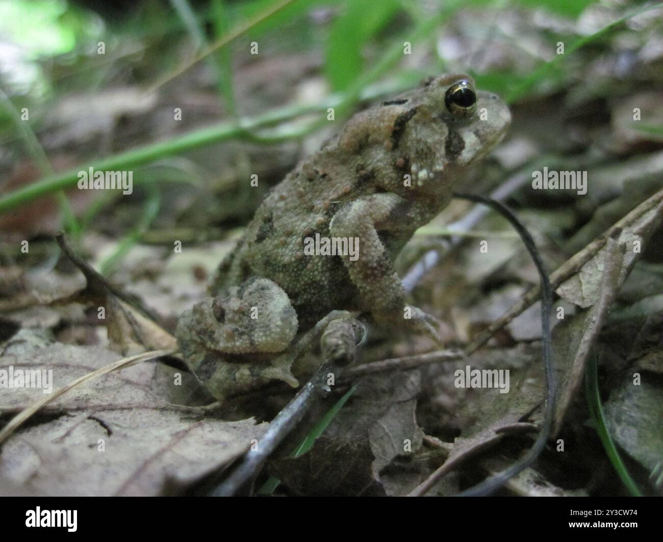 North American Toads (Anaxyrus) Amphibia Stock Photo - Alamy