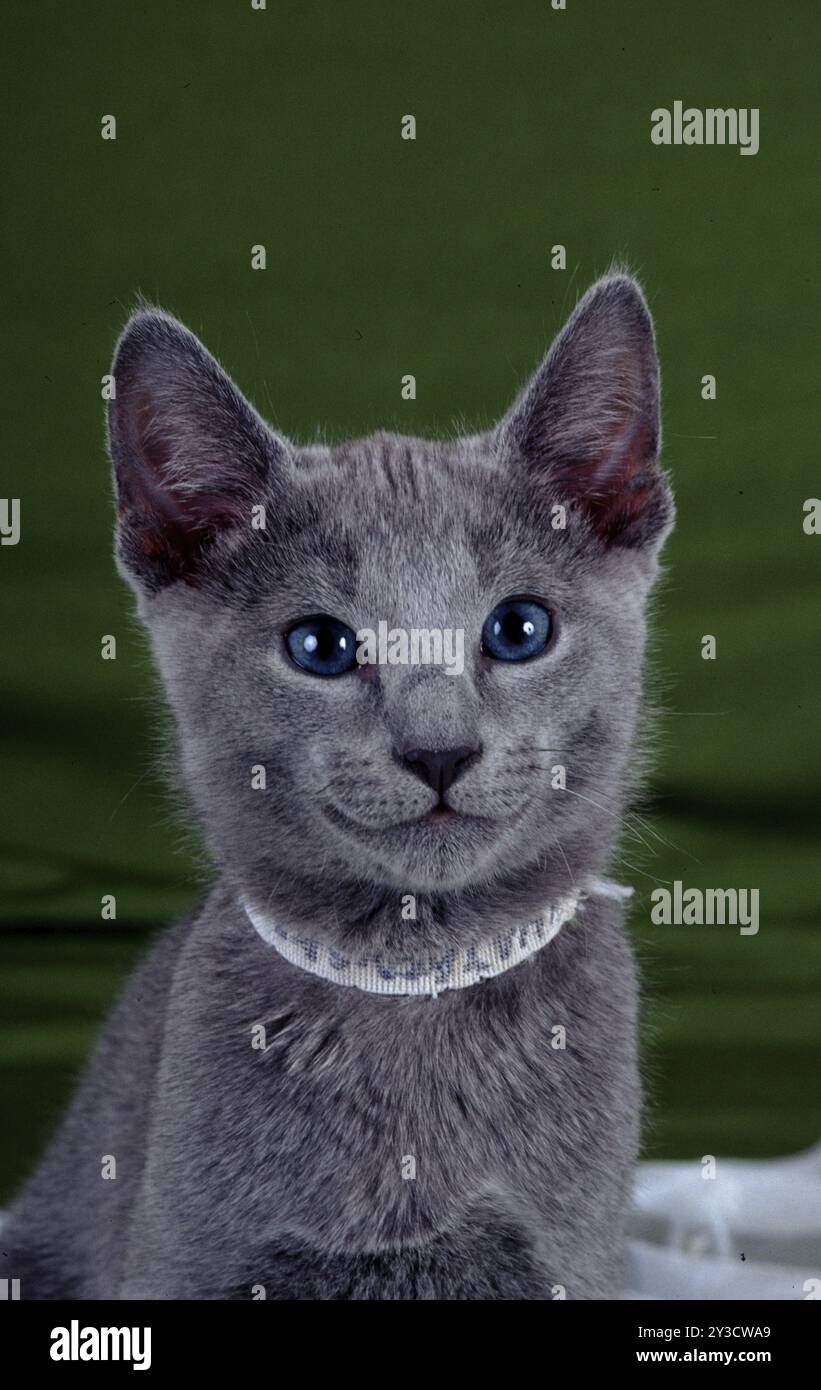 Russian blue cat Stock Photo - Alamy