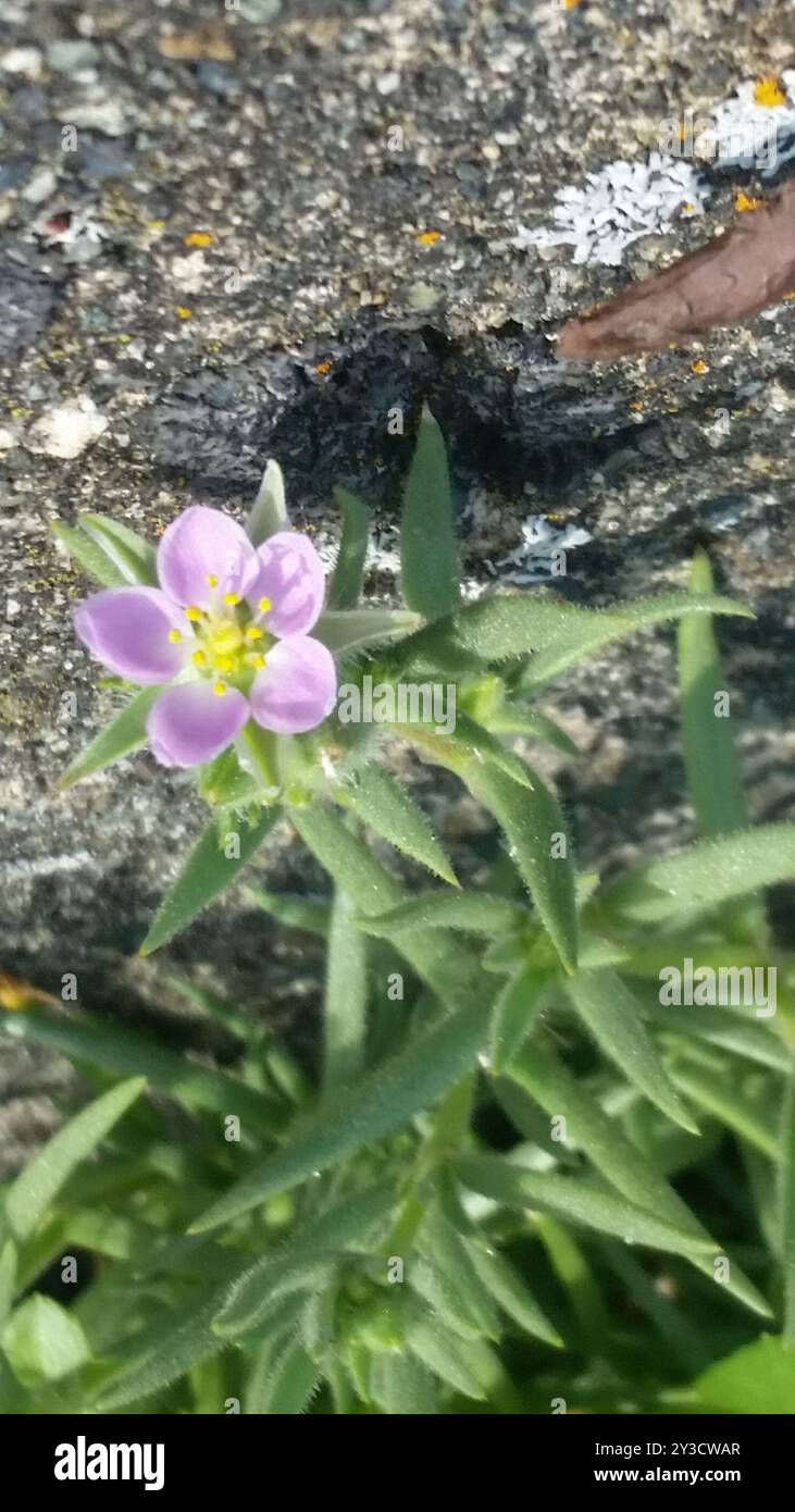 Sticky Sand-Spurrey (Spergularia macrotheca) Plantae Stock Photo - Alamy