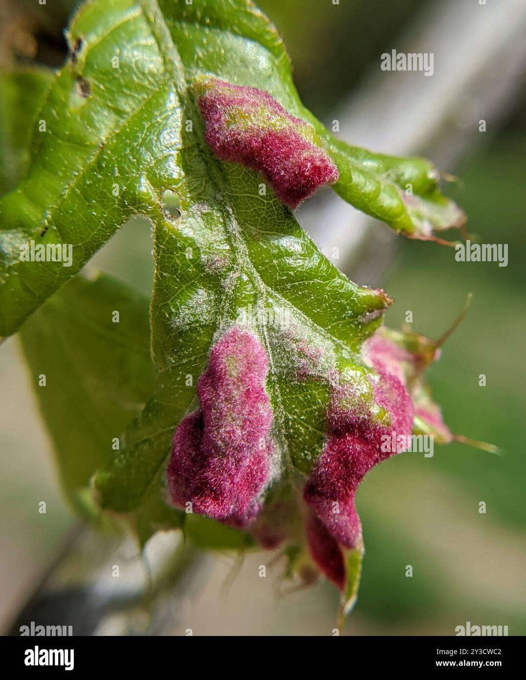 Trinema hi-res stock photography and images - Alamy