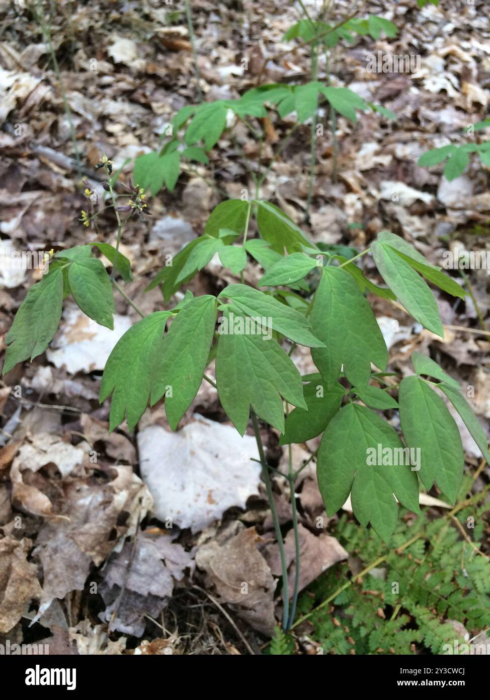 early blue cohosh (Caulophyllum giganteum) Plantae Stock Photo - Alamy