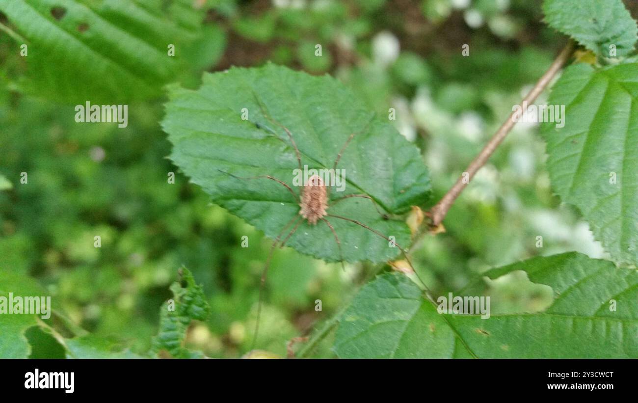 Spring Harvestman (Rilaena triangularis) Arachnida Stock Photo - Alamy