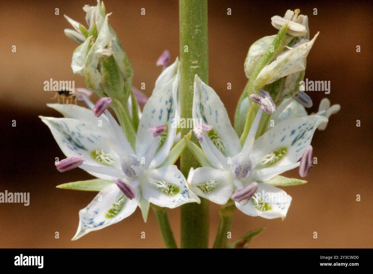 whitestem frasera (Frasera albicaulis) Plantae Stock Photo - Alamy