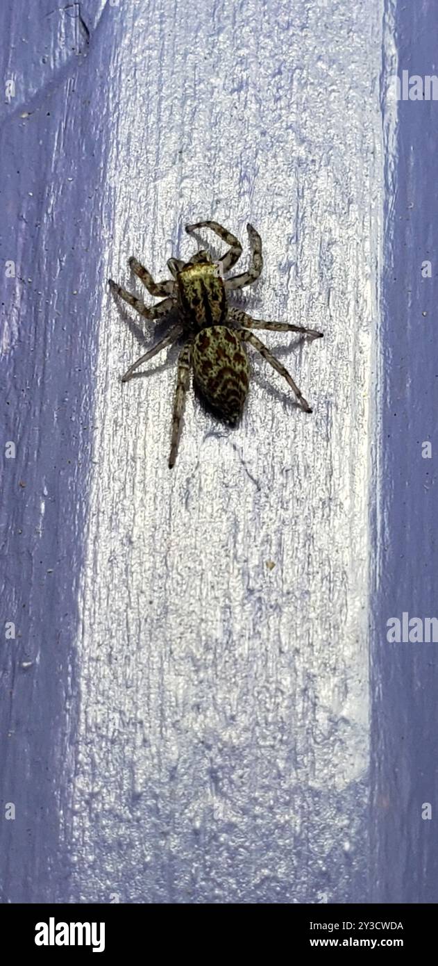 Dimorphic Jumping Spider (Maevia inclemens) Arachnida Stock Photo - Alamy