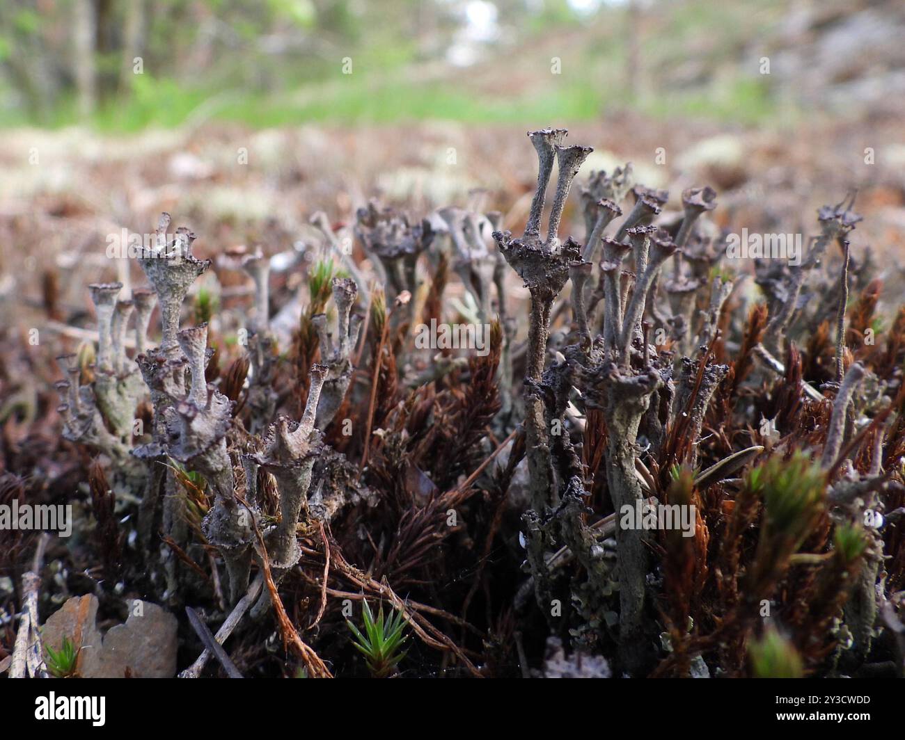 Ladder Lichen (Cladonia verticillata) Fungi Stock Photo - Alamy