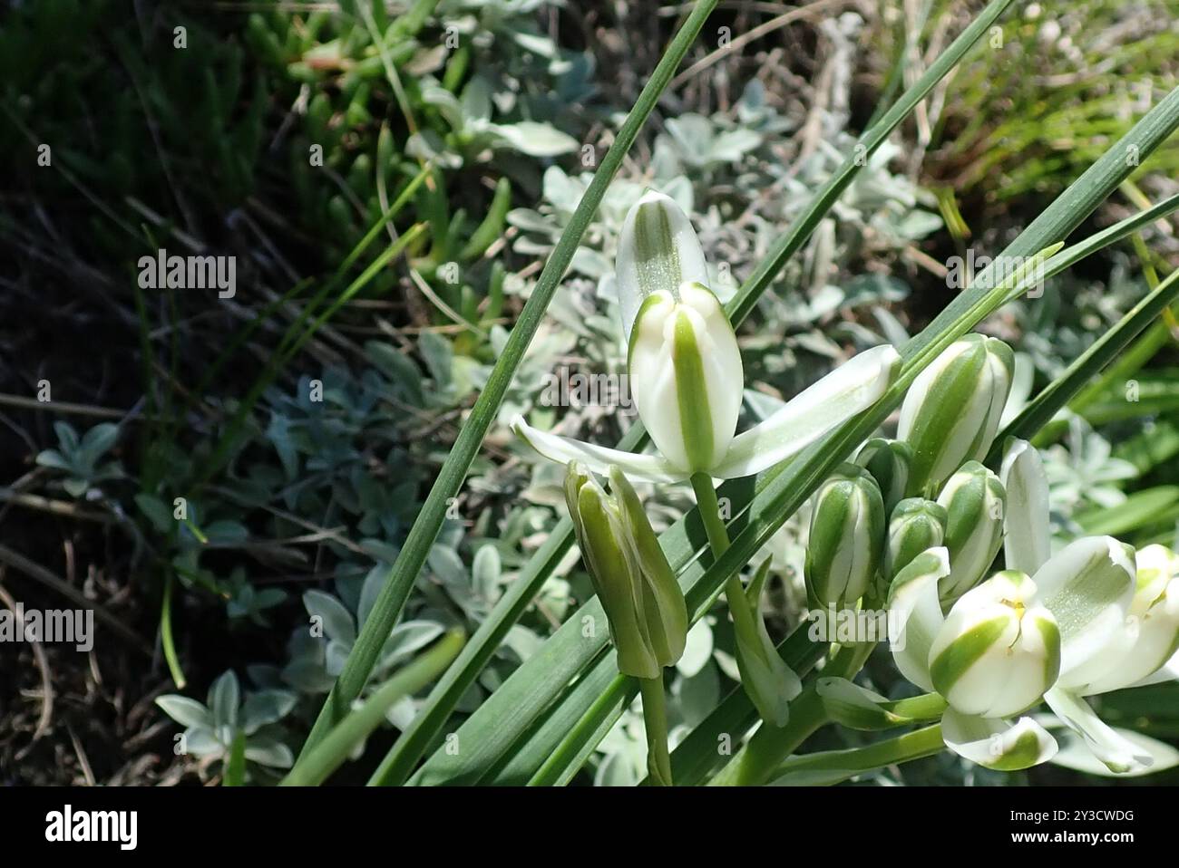 Thick Slime-lily (Albuca setosa) Plantae Stock Photo - Alamy
