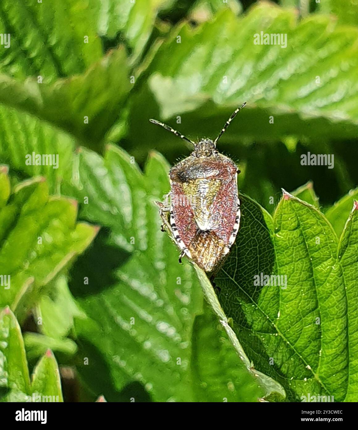 Sloe Bug (Dolycoris baccarum) Insecta Stock Photo - Alamy