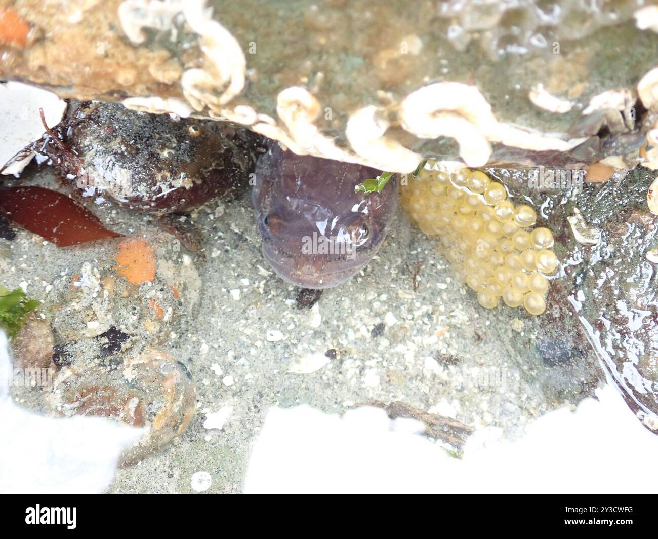 Plainfin Midshipman (Porichthys notatus) Actinopterygii Stock Photo - Alamy