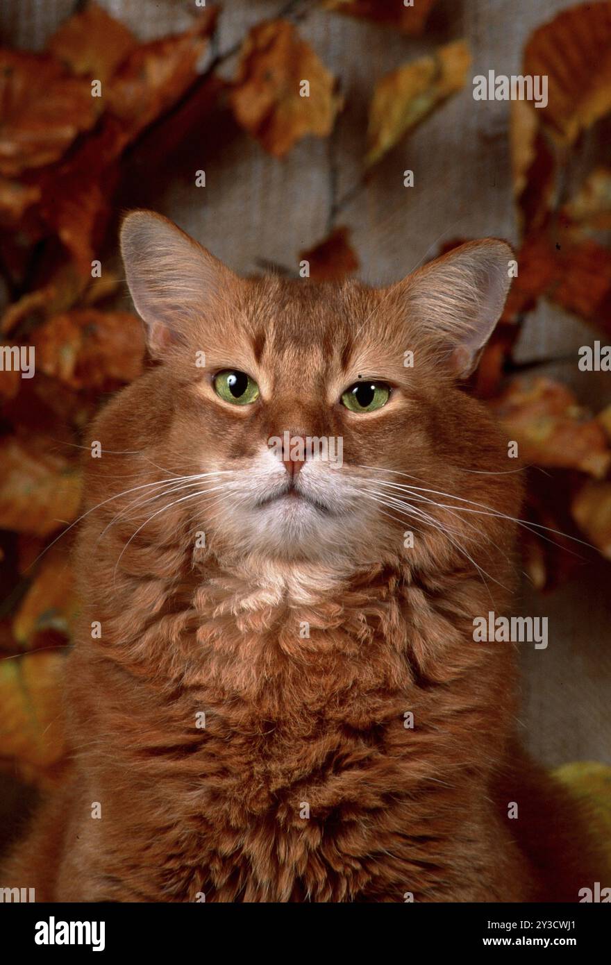 Somali cat, Somalicat, Sorrel, male, 4 years old, tomcat Stock Photo ...