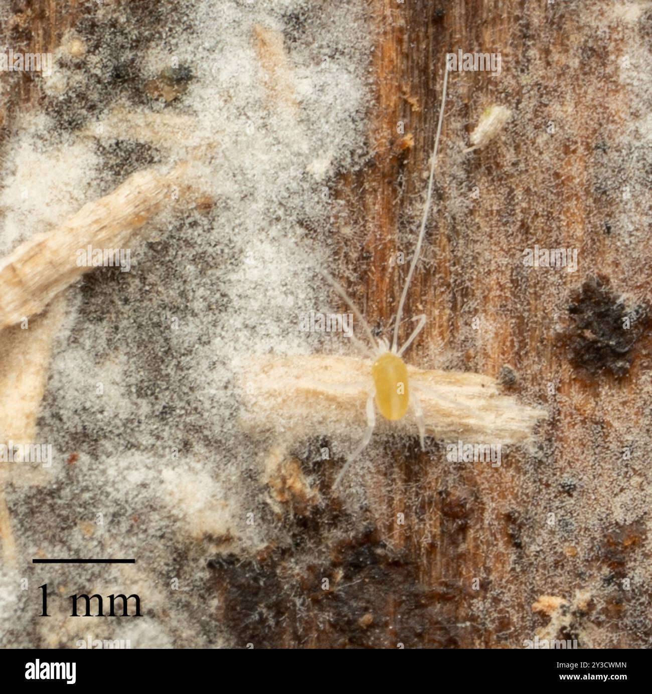 Mites and Ticks (Acari) Arachnida Stock Photo - Alamy