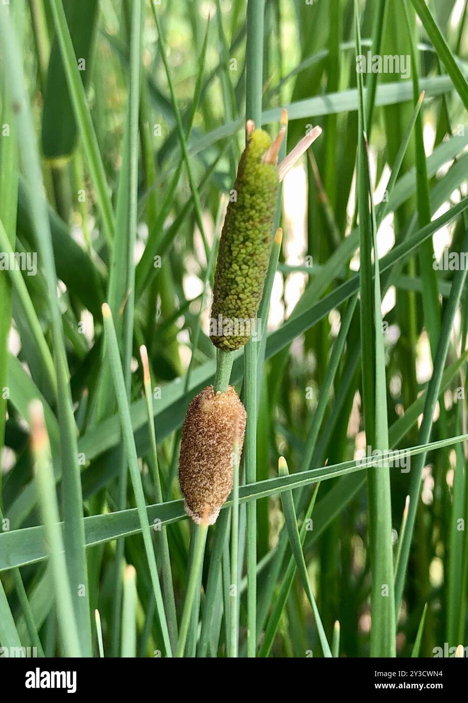 narrow-leaved cattail (Typha angustifolia) Plantae Stock Photo - Alamy