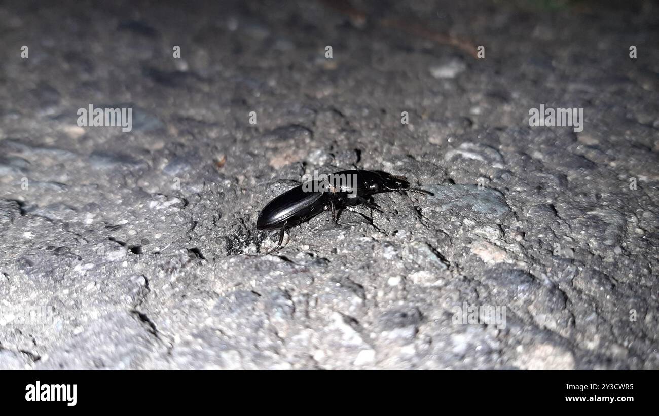 Big-headed Ground Beetle (Scarites subterraneus) Insecta Stock Photo ...