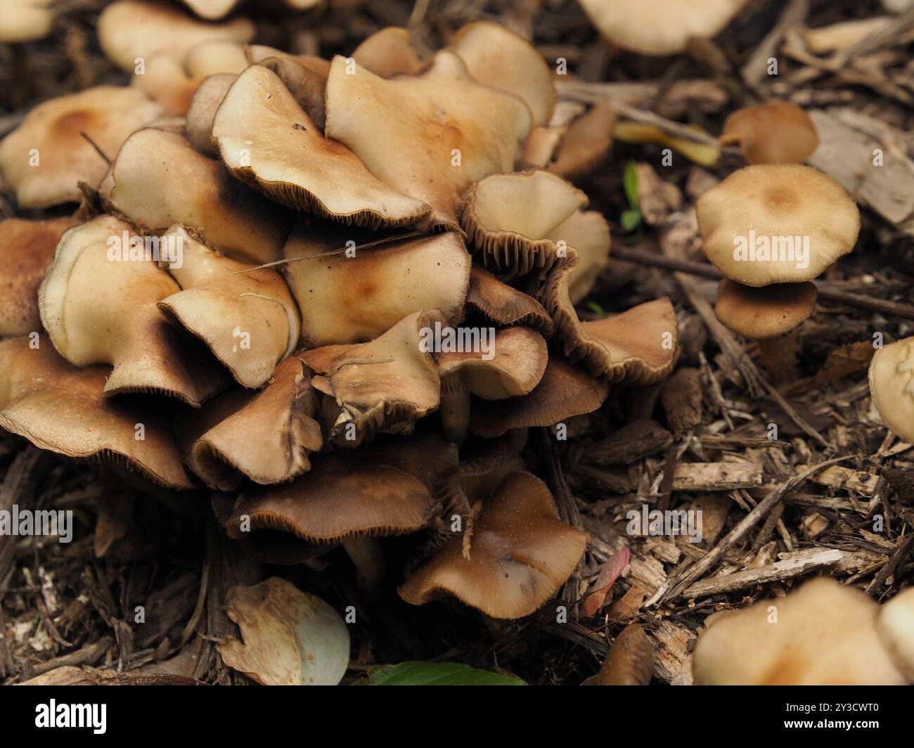 Psychedelic Ovoid Mushroom (Psilocybe ovoideocystidiata) Fungi Stock ...