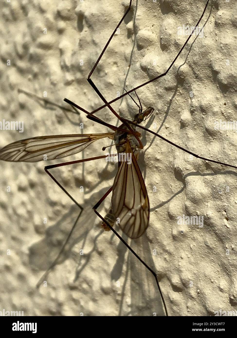 European Crane Fly (Tipula paludosa) Insecta Stock Photo - Alamy