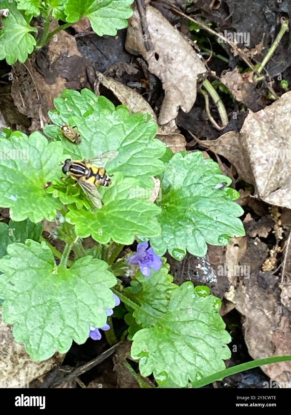 Sun Fly (Helophilus pendulus) Insecta Stock Photo - Alamy