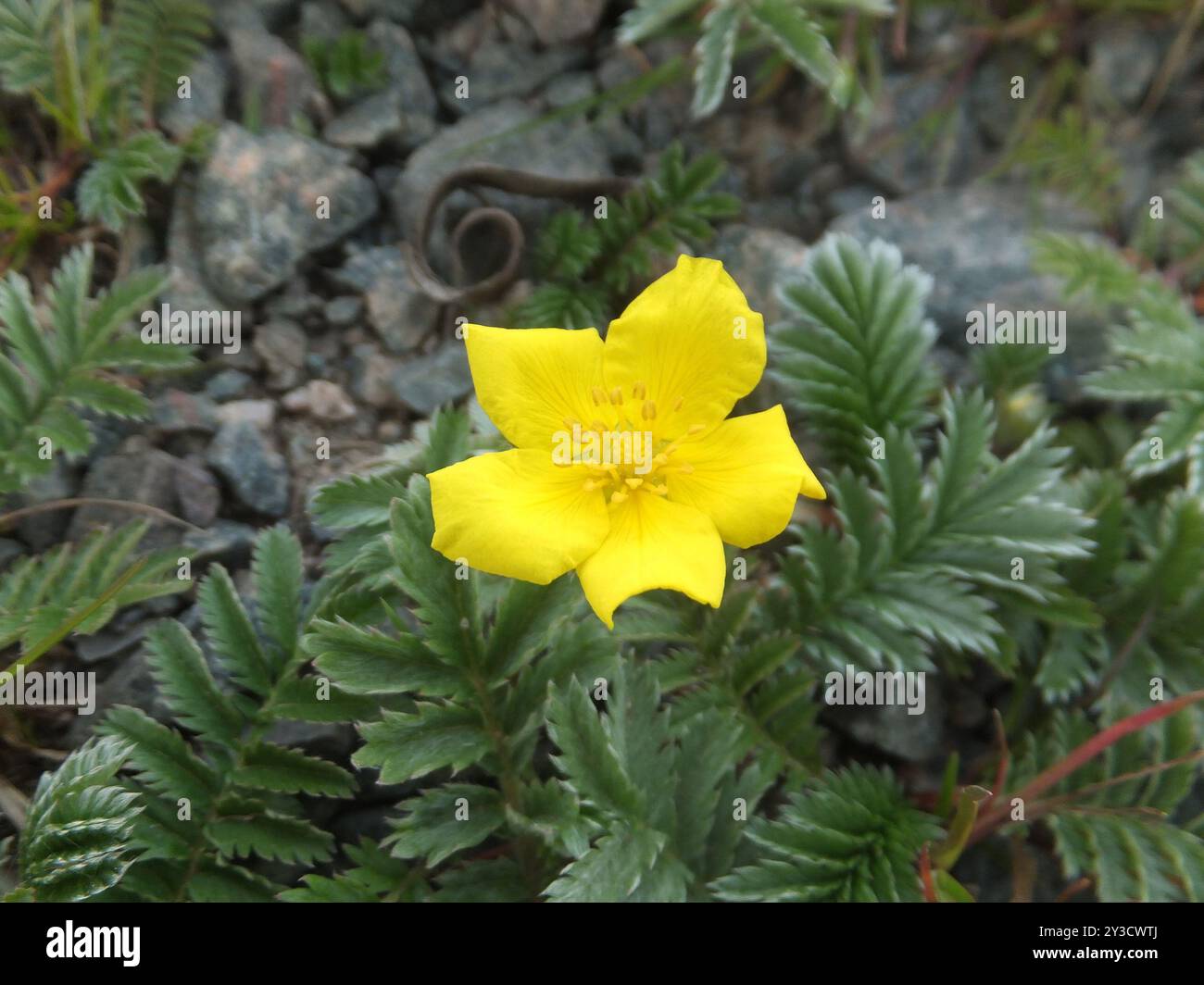common silverweed (Argentina anserina) Plantae Stock Photo - Alamy