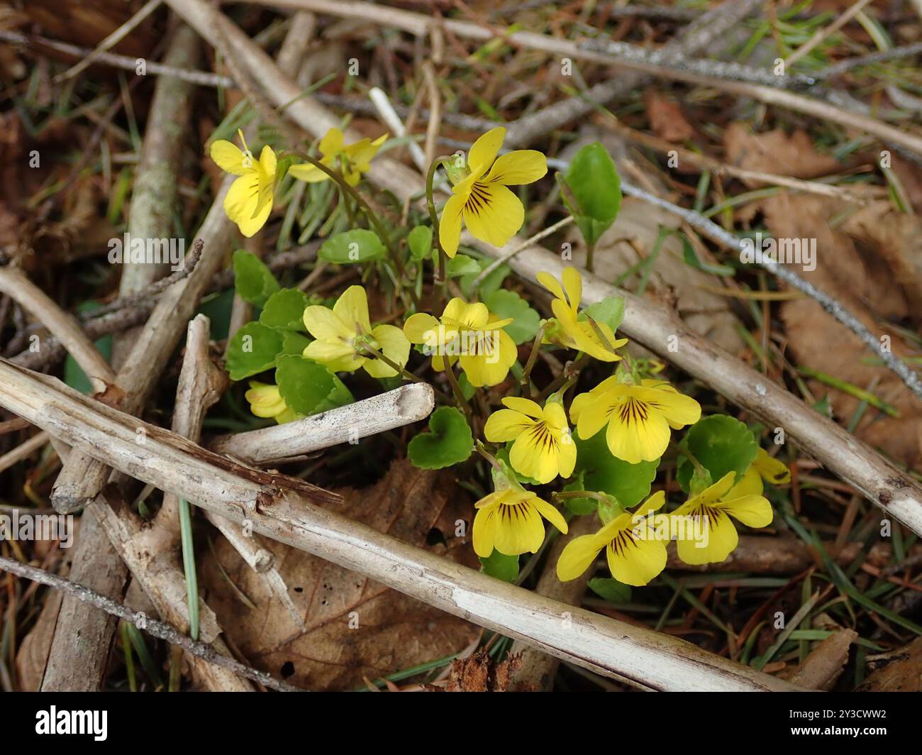 western roundleaf violet (Viola orbiculata) Plantae Stock Photo - Alamy