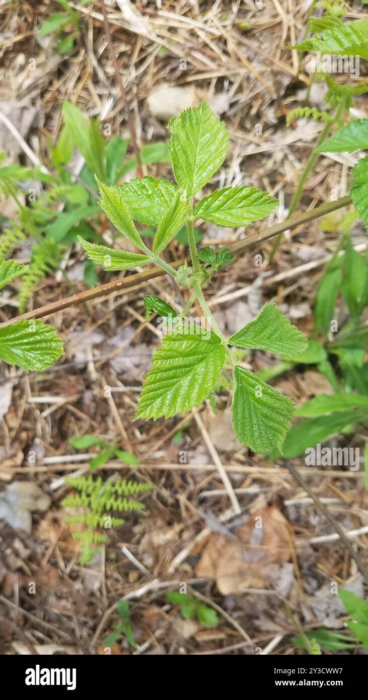 dwarf raspberry (Rubus pubescens) Plantae Stock Photo - Alamy