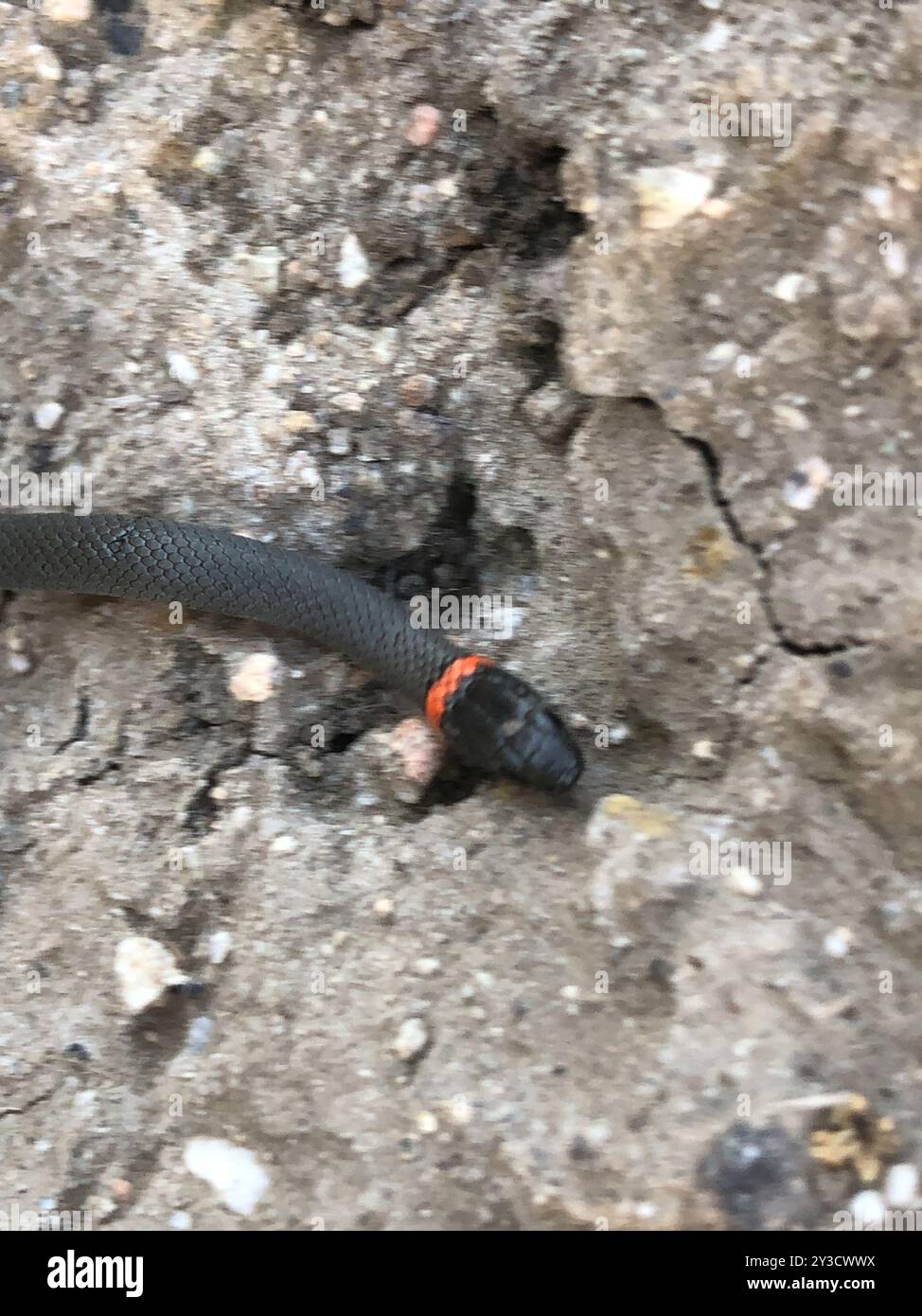 ring-necked snake (Diadophis punctatus) Reptilia Stock Photo - Alamy