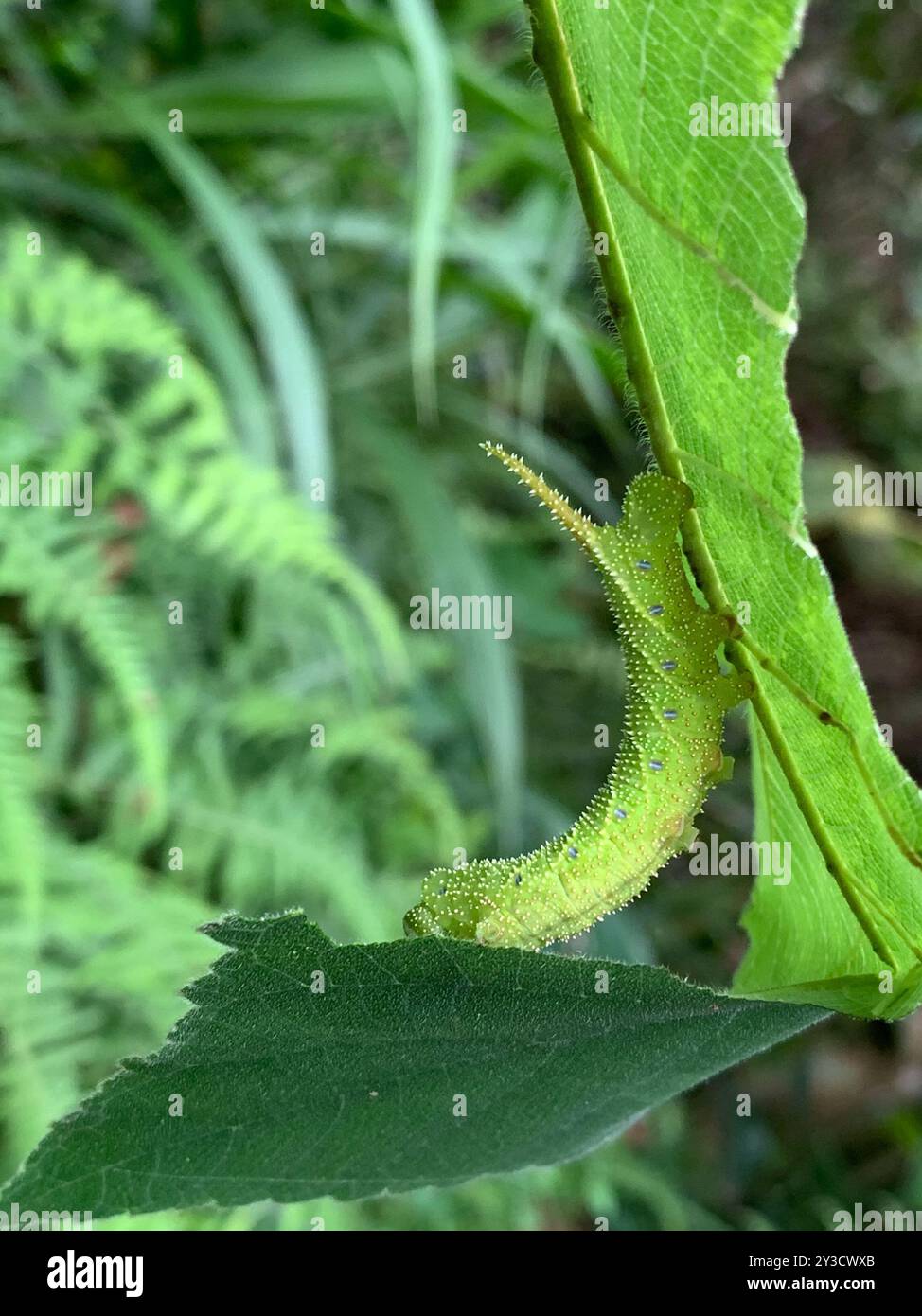 Parum hi-res stock photography and images - Alamy