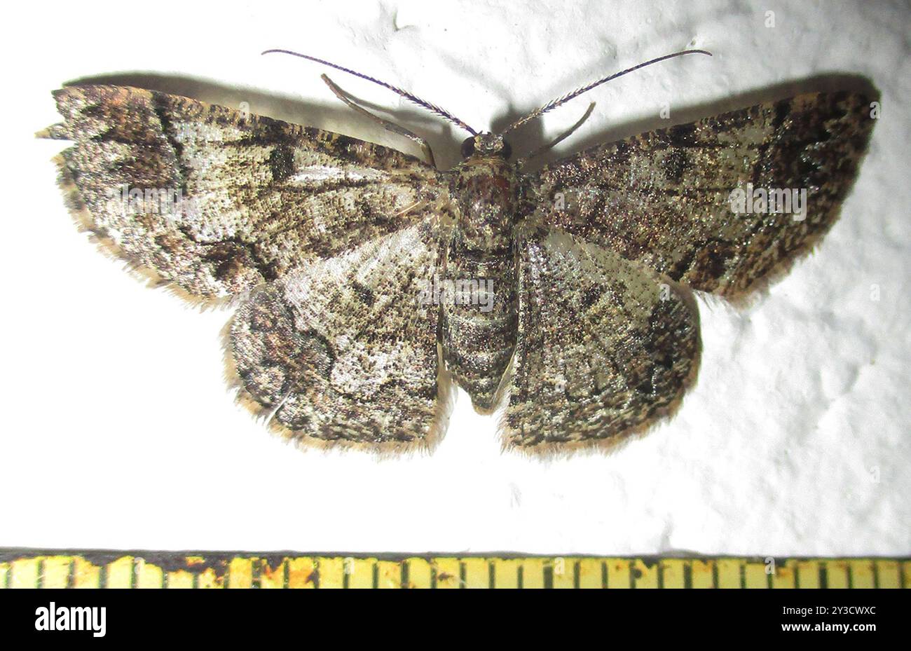 Geometer Moths (Geometridae) Insecta Stock Photo - Alamy