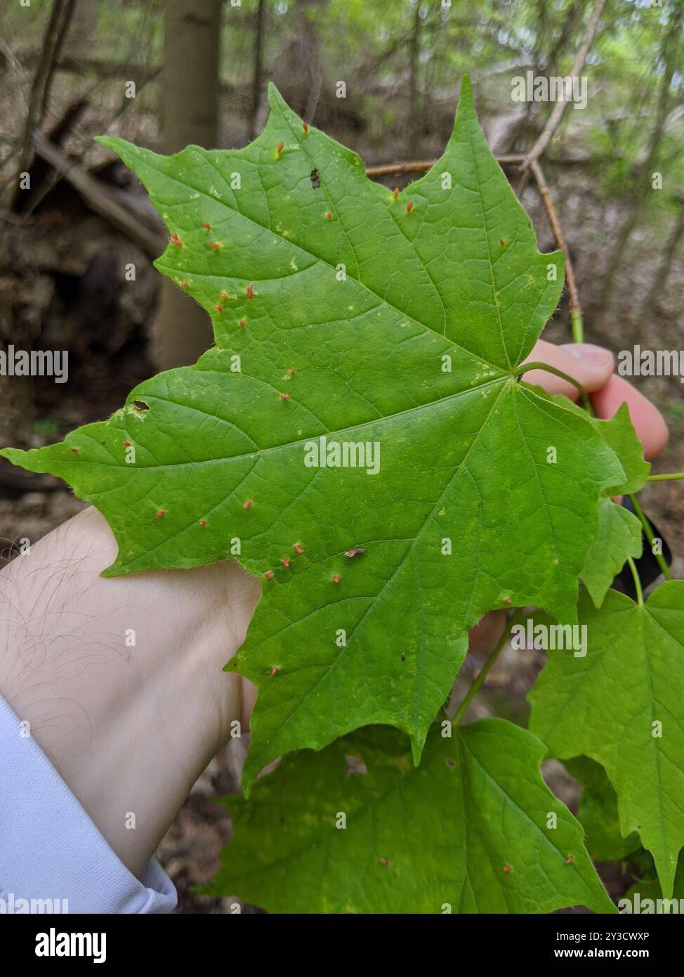 Maple Spindle Gall Mite (Vasates aceriscrumena) Arachnida Stock Photo ...