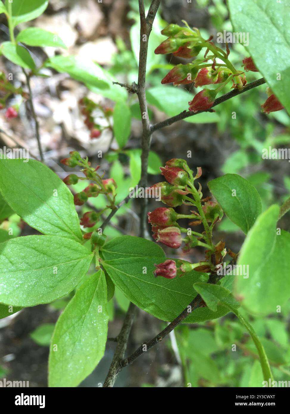 black huckleberry (Gaylussacia baccata) Plantae Stock Photo - Alamy
