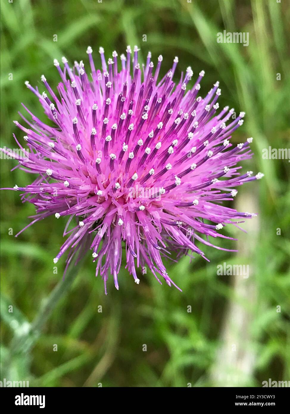 Texas Thistle (Cirsium texanum) Plantae Stock Photo - Alamy