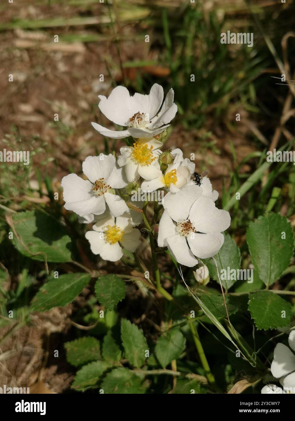 multiflora rose (Rosa multiflora) Plantae Stock Photo - Alamy