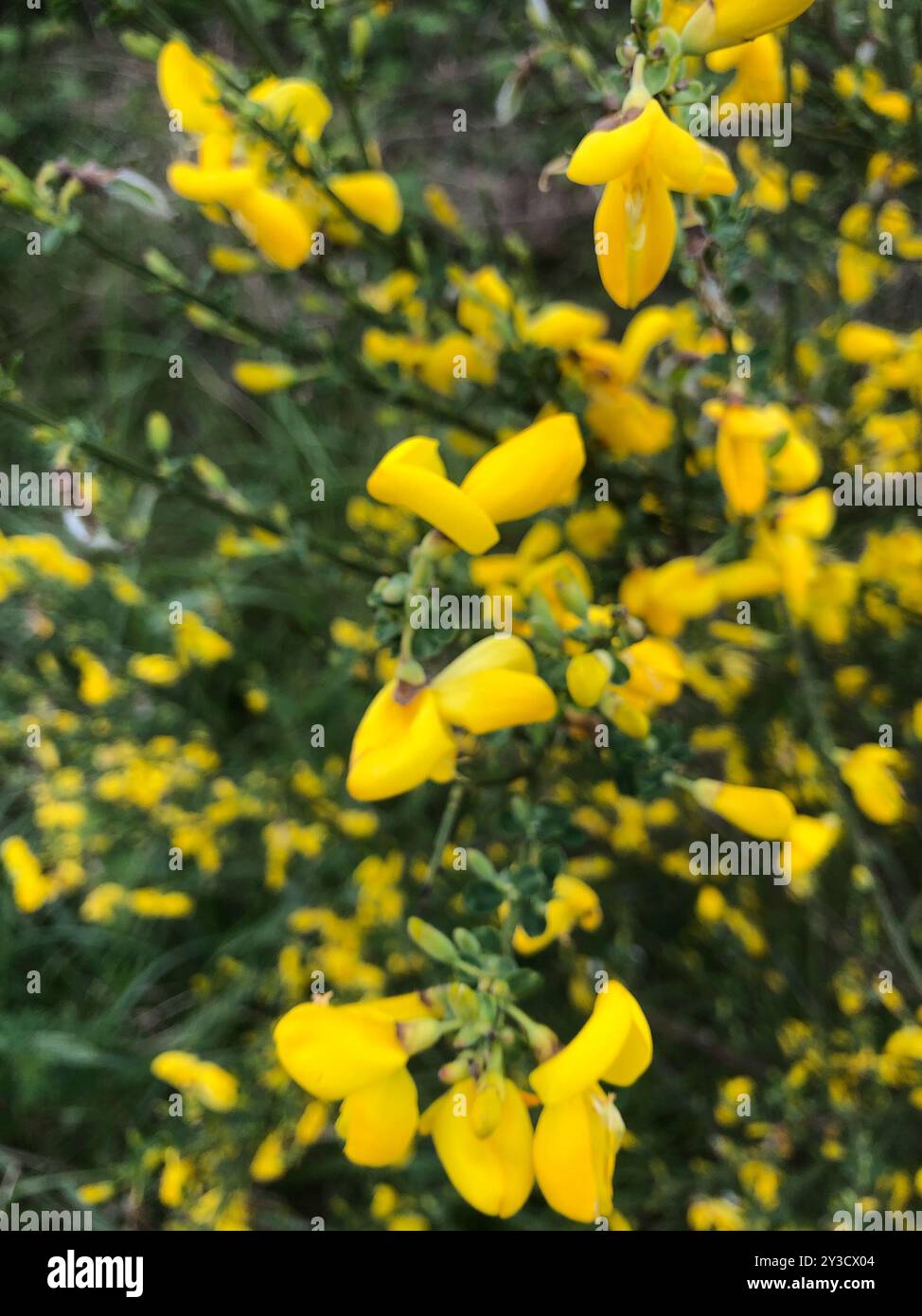 brooms, lupines, and allies (Genisteae) Plantae Stock Photo - Alamy