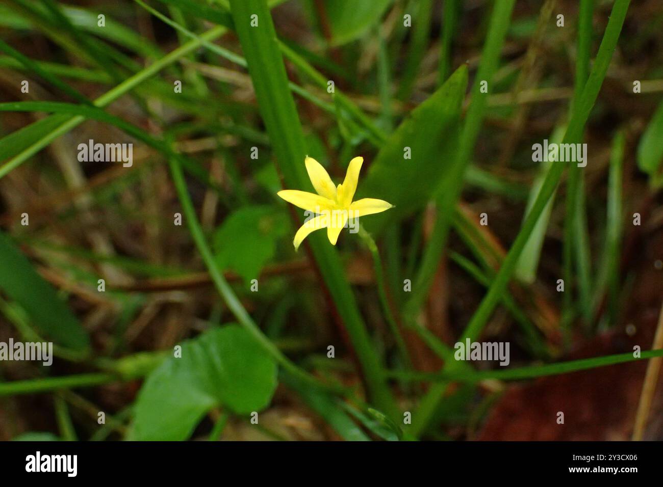 swamp star grass (Hypoxis curtissii) Plantae Stock Photo - Alamy