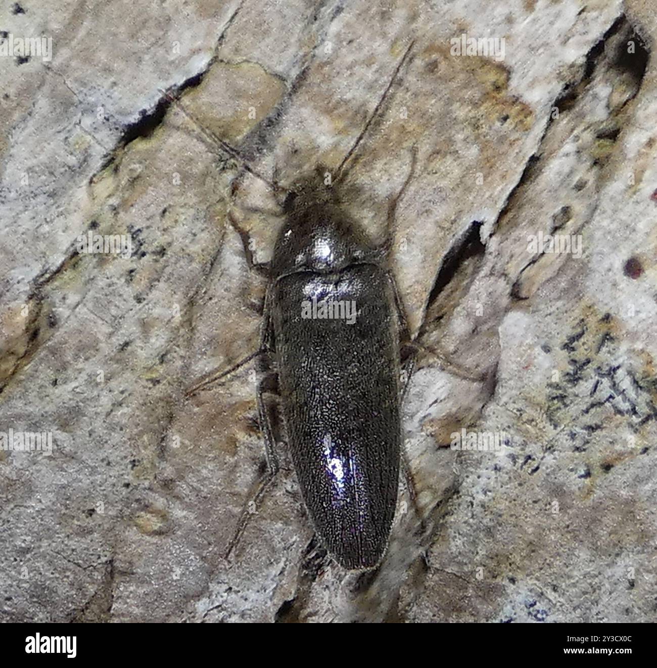 Punctate Synchronized Bark Beetle (Synchroa punctata) Insecta Stock ...