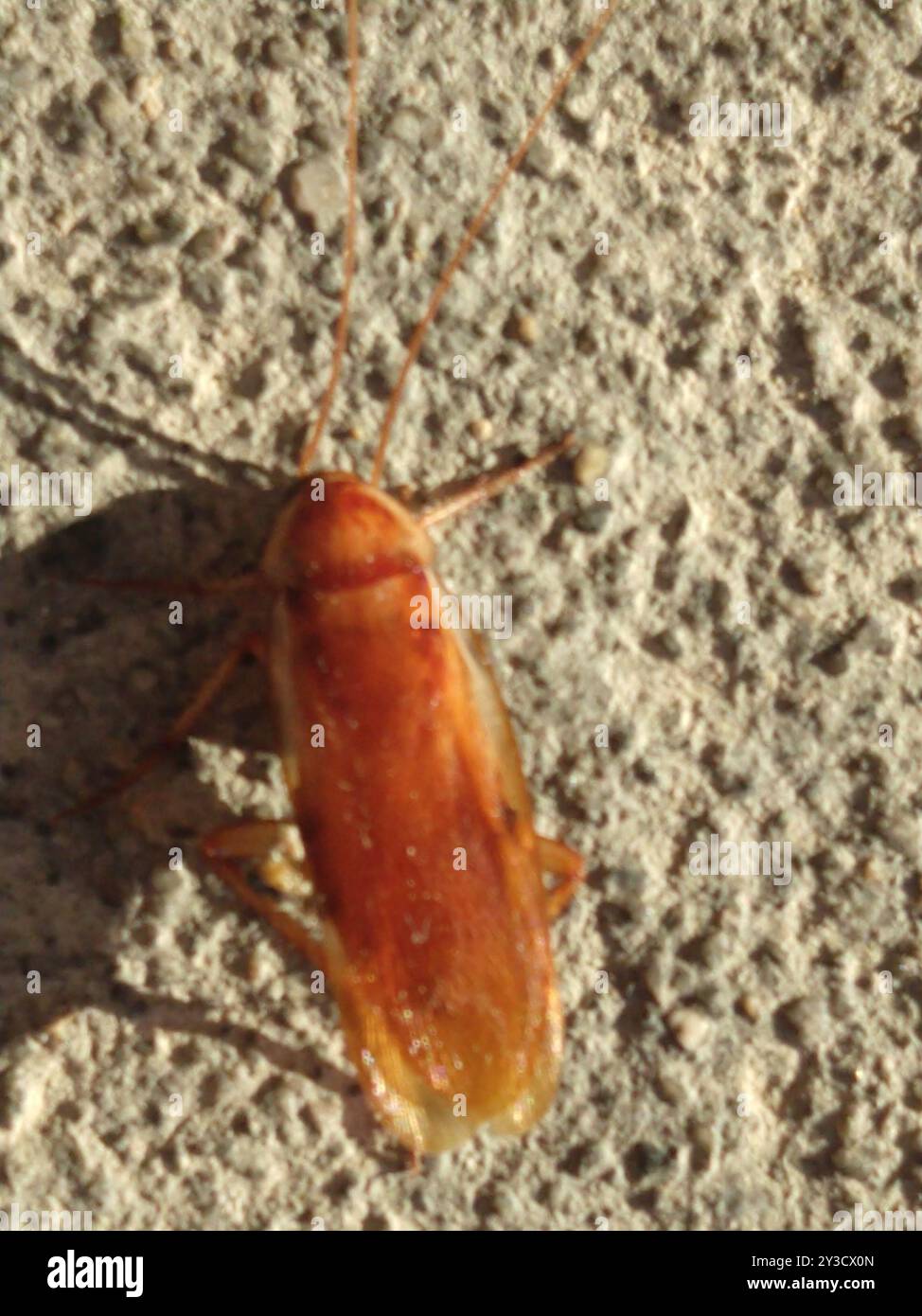 Turkestan Cockroach (Periplaneta lateralis) Insecta Stock Photo - Alamy