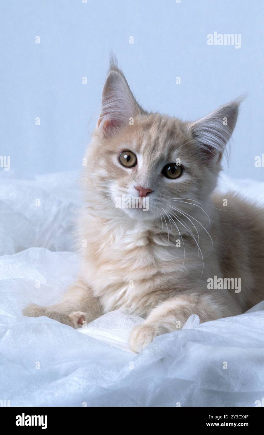 Main Coone cat cream-classic-tabby 16 weeks old Stock Photo - Alamy