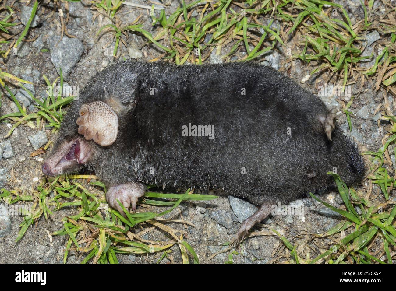 Mole lying dead on the ground Stock Photo - Alamy
