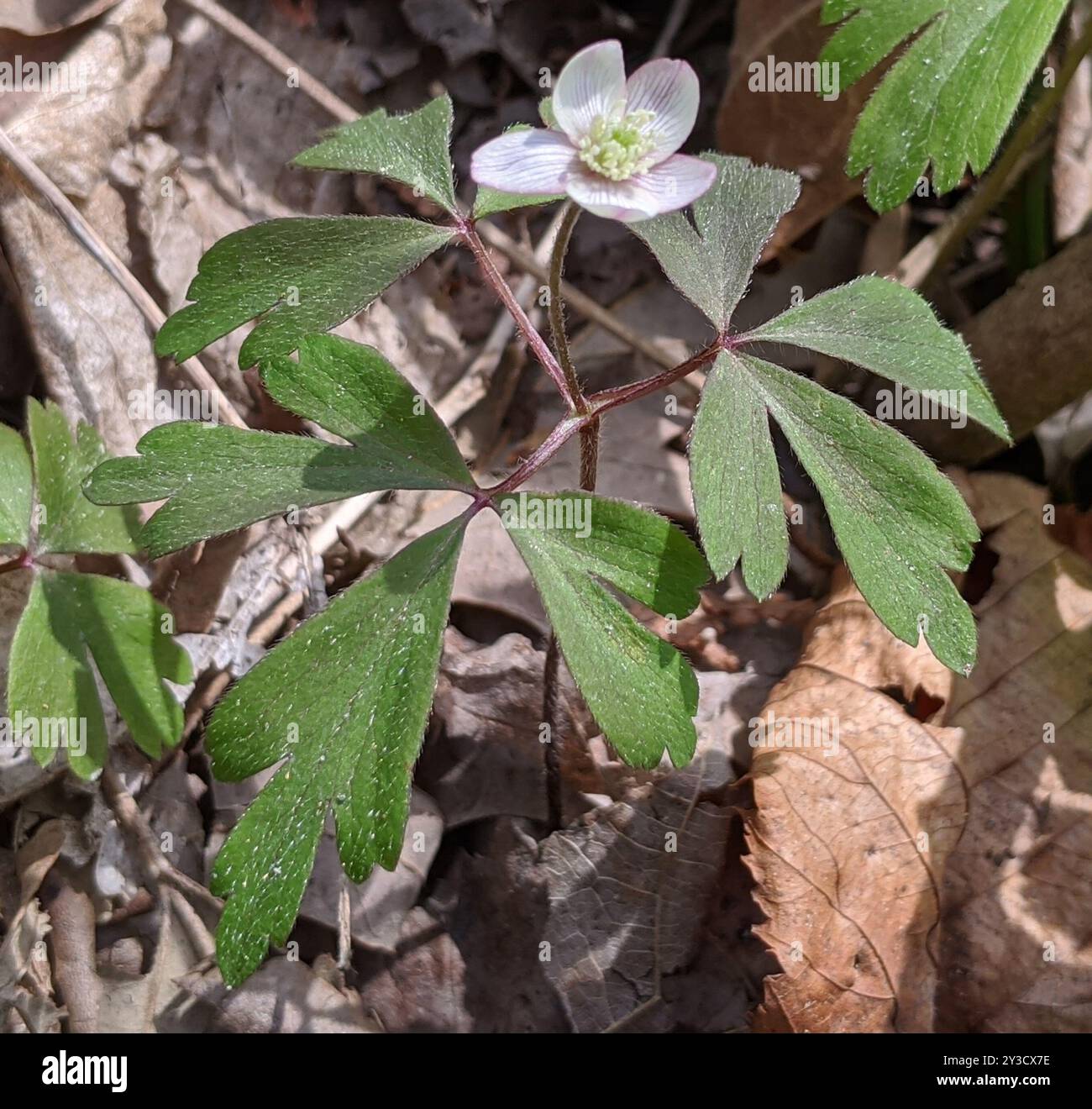 wood anemone (Anemonoides quinquefolia) Plantae Stock Photo - Alamy